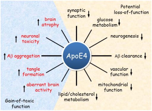 What is the APOE gene? And why should I care? | dnaPower